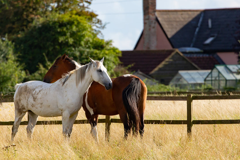 The Temperature Range Horses Can Tolerate: What Every Horse Owner Need ...